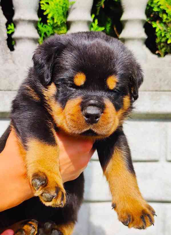 Rottweiler - bazar - Hyperinzerce.cz