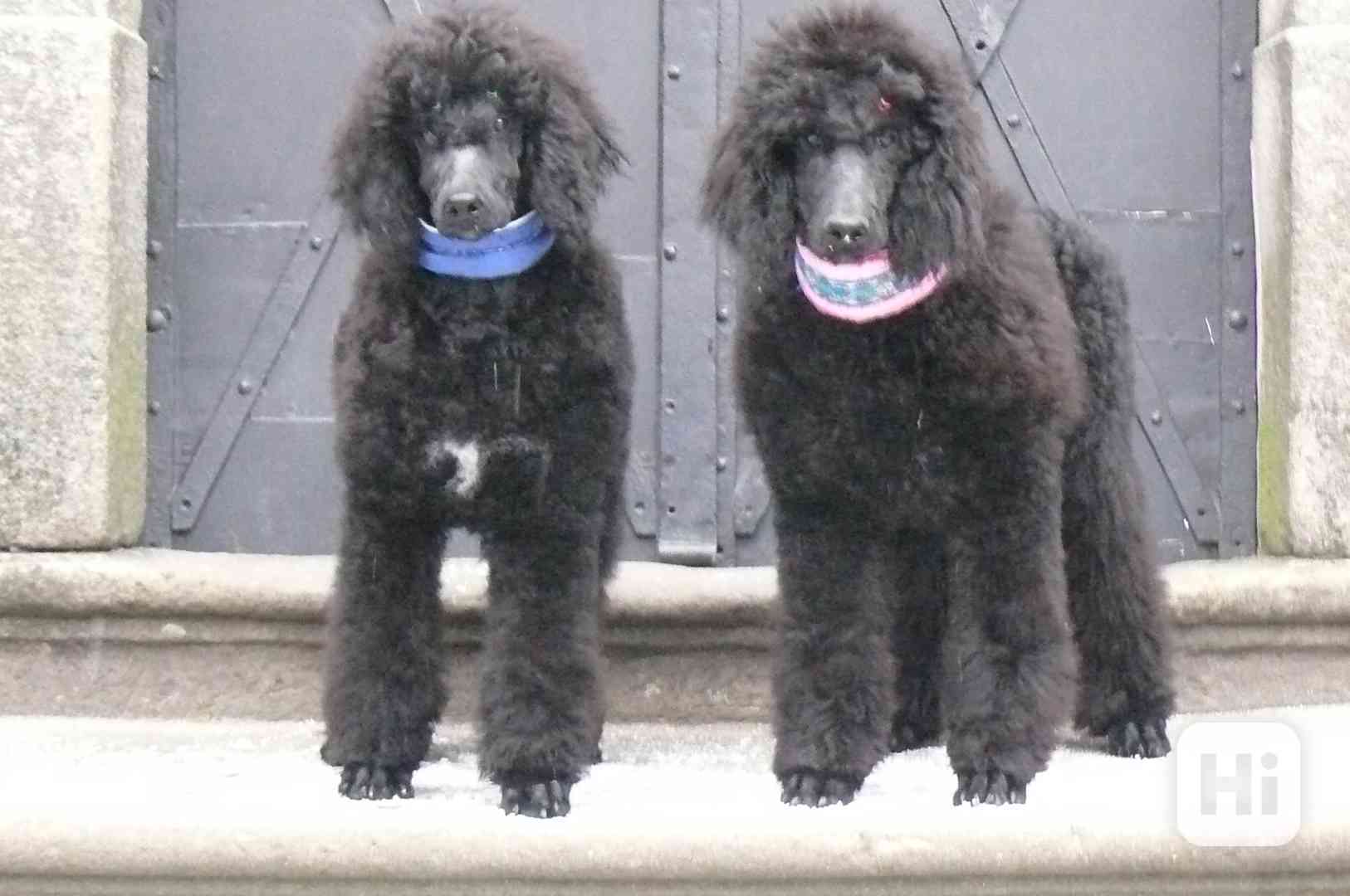 Pudl královský - bazar - Hyperinzerce.cz