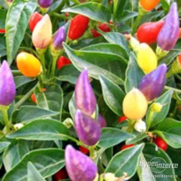 Chilli Numex Twilight - semena - bazar - Hyperinzerce.cz