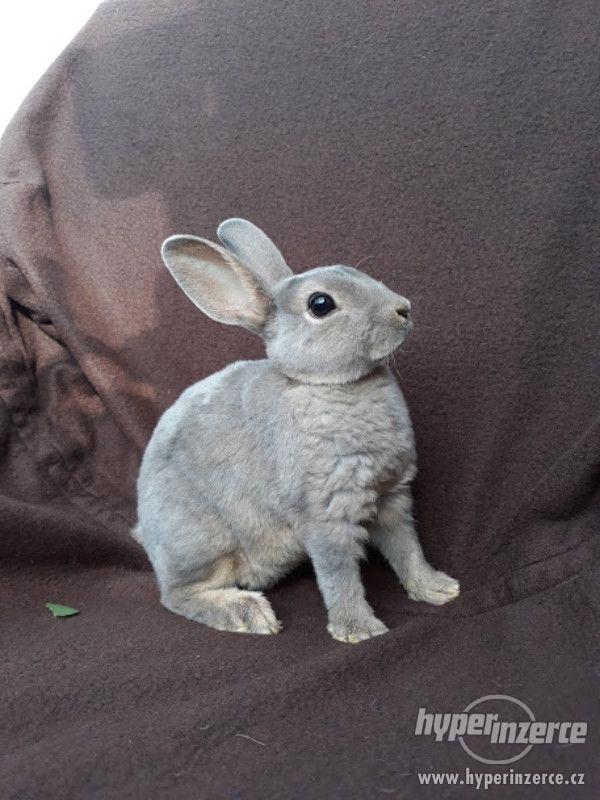 Zakrslý Králíček Rex - sameček - bazar - Hyperinzerce.cz