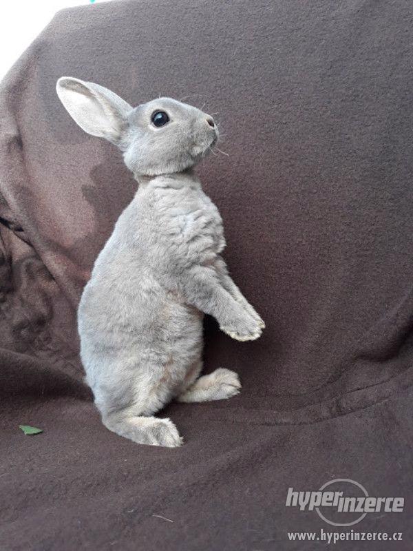Zakrslý Králíček Rex - sameček - bazar - Hyperinzerce.cz