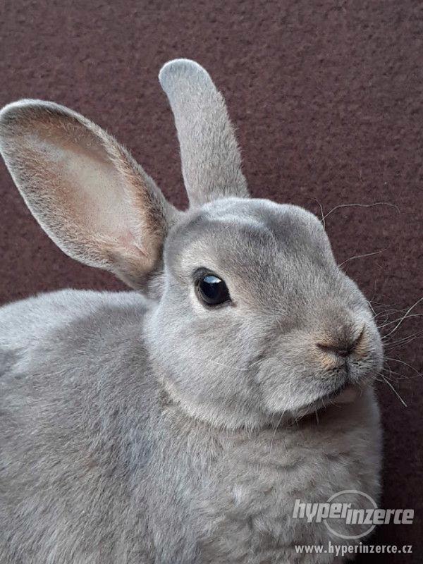 Zakrslý Králíček Rex - sameček - bazar - Hyperinzerce.cz