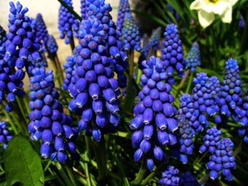 MODŘENEC - SEMENA - bazar - Hyperinzerce.cz