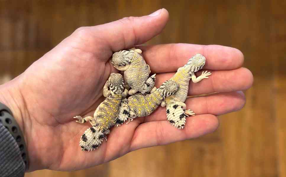 Uromastyx thomasi for sale - bazar - Hyperinzerce.cz
