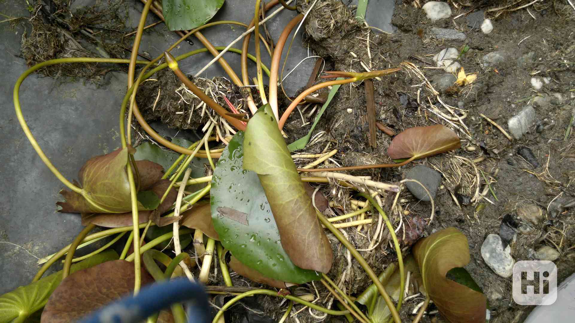 Leknín bílý s velkými lopuchy / ORLOVÁ - bazar - Hyperinzerce.cz