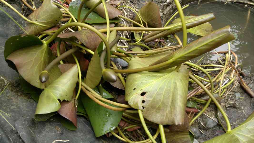 Leknín bílý s velkými lopuchy / ORLOVÁ - bazar - Hyperinzerce.cz