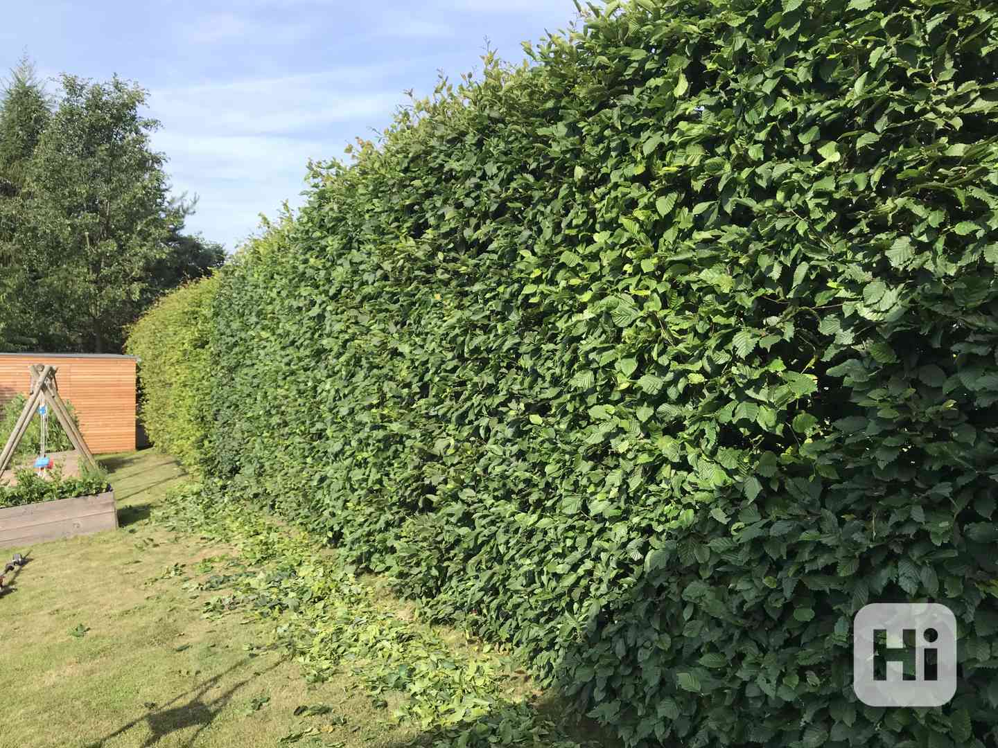 Habr obecný - sazenice na živý plot - bazar - Hyperinzerce.cz