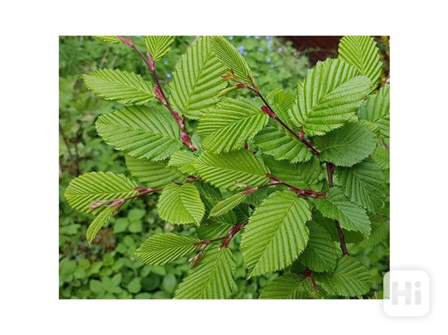 Habr obecný - sazenice na živý plot - bazar - Hyperinzerce.cz