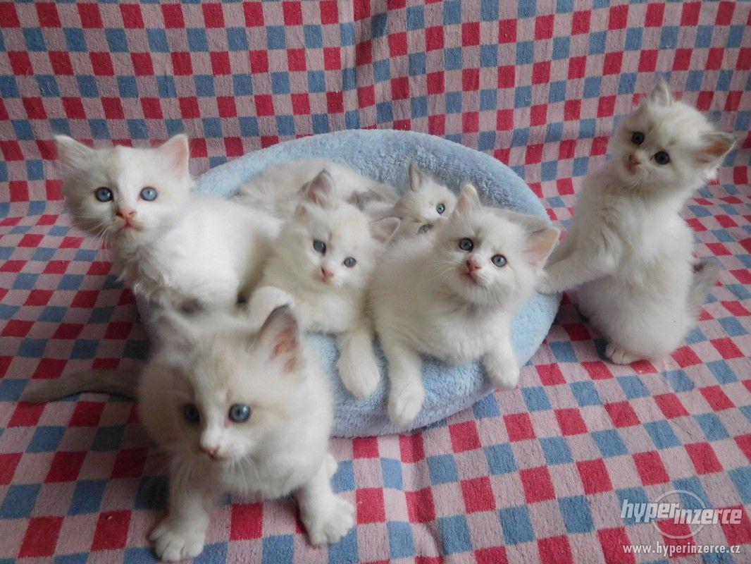 Ragdoll , kotě s PP - bazar - Hyperinzerce.cz