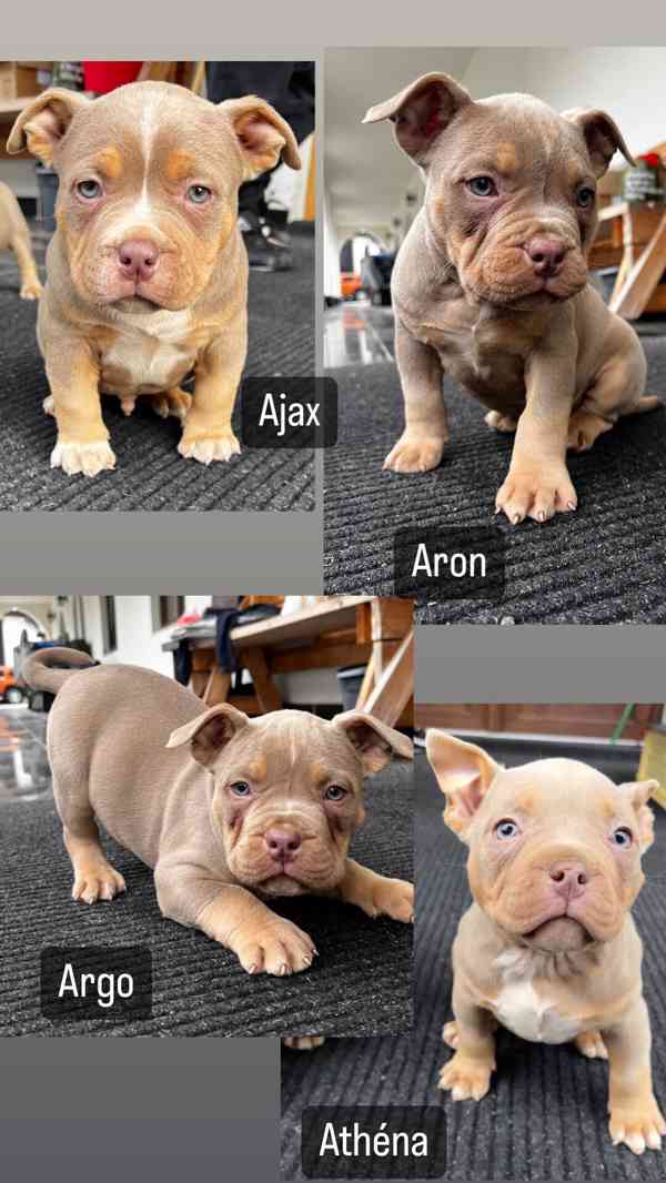 American bully s PP ABKC - bazar - Hyperinzerce.cz