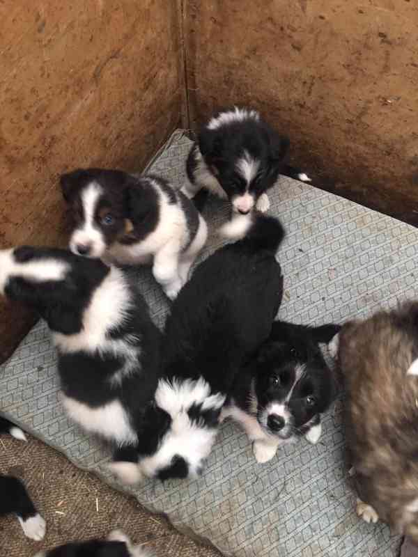 Border kolie - bazar - Hyperinzerce.cz