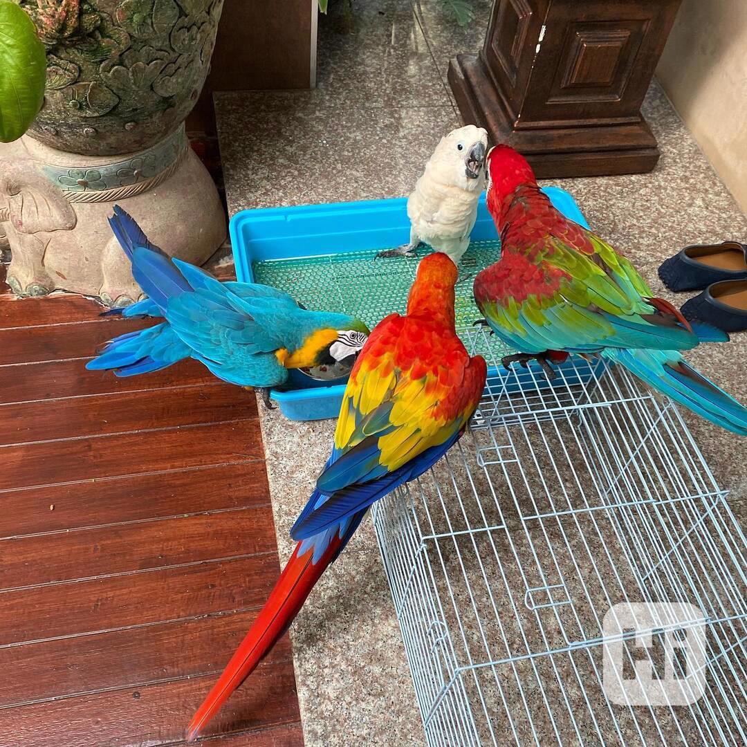 FULLY WEANED AND HAND RAISED PARROTS - bazar - Hyperinzerce.cz