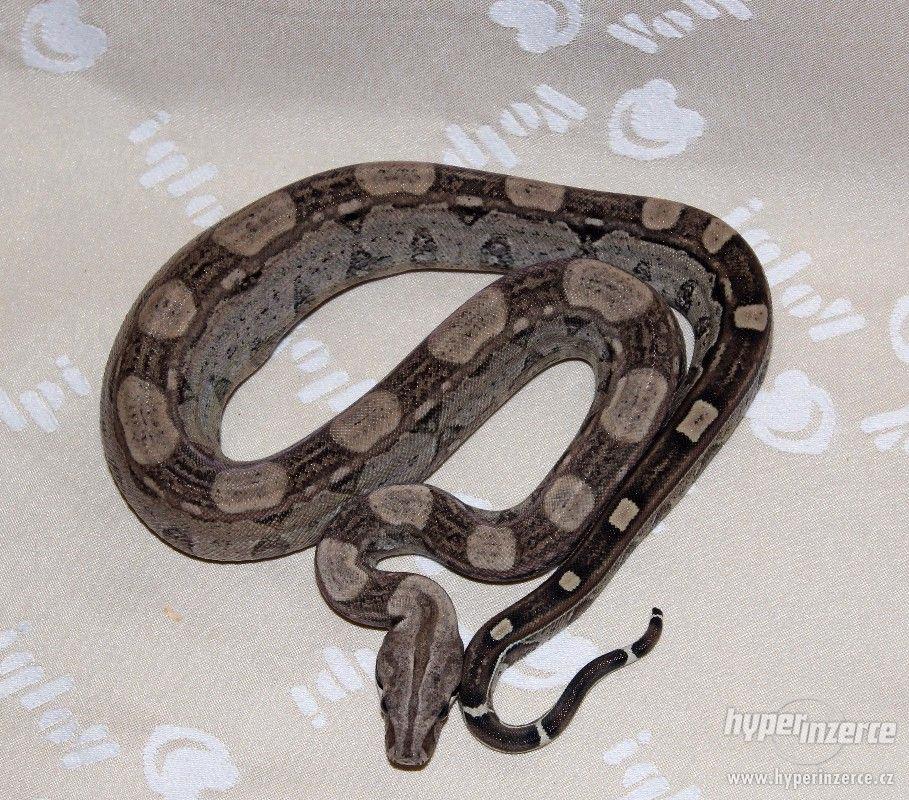 Boa constrictor Keltic - bazar - Hyperinzerce.cz