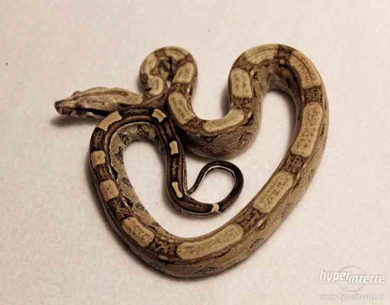 Boa constrictor Keltic - bazar - Hyperinzerce.cz