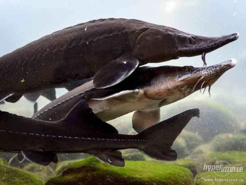 JESETER trofejní ryba - bazar - Hyperinzerce.cz