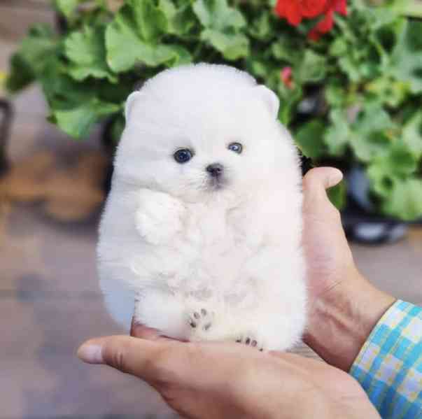 Šálek Pomeranian štěně pes - bazar - Hyperinzerce.cz