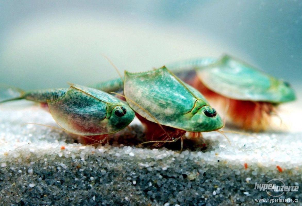 TRIOPS (Listonoh) longicaudatus,australiensis a granarius - bazar ...