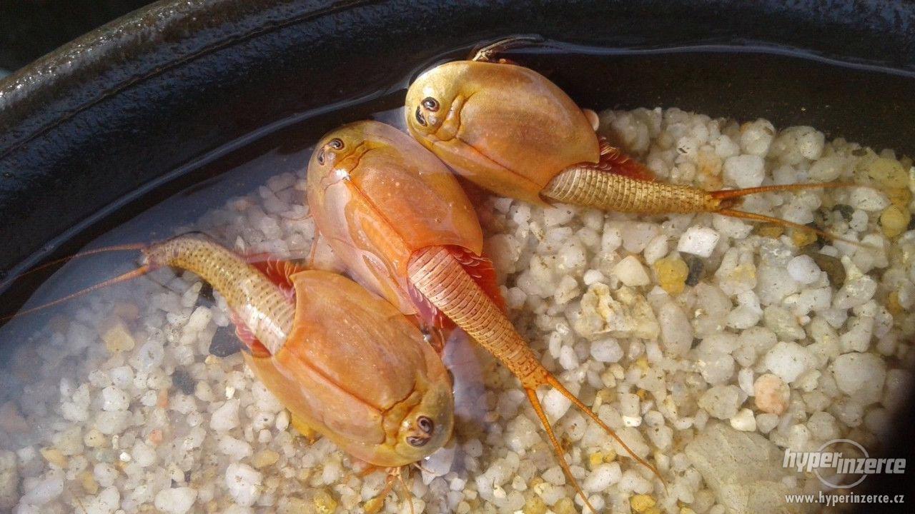 TRIOPS (Listonoh) longicaudatus,australiensis a granarius - bazar ...