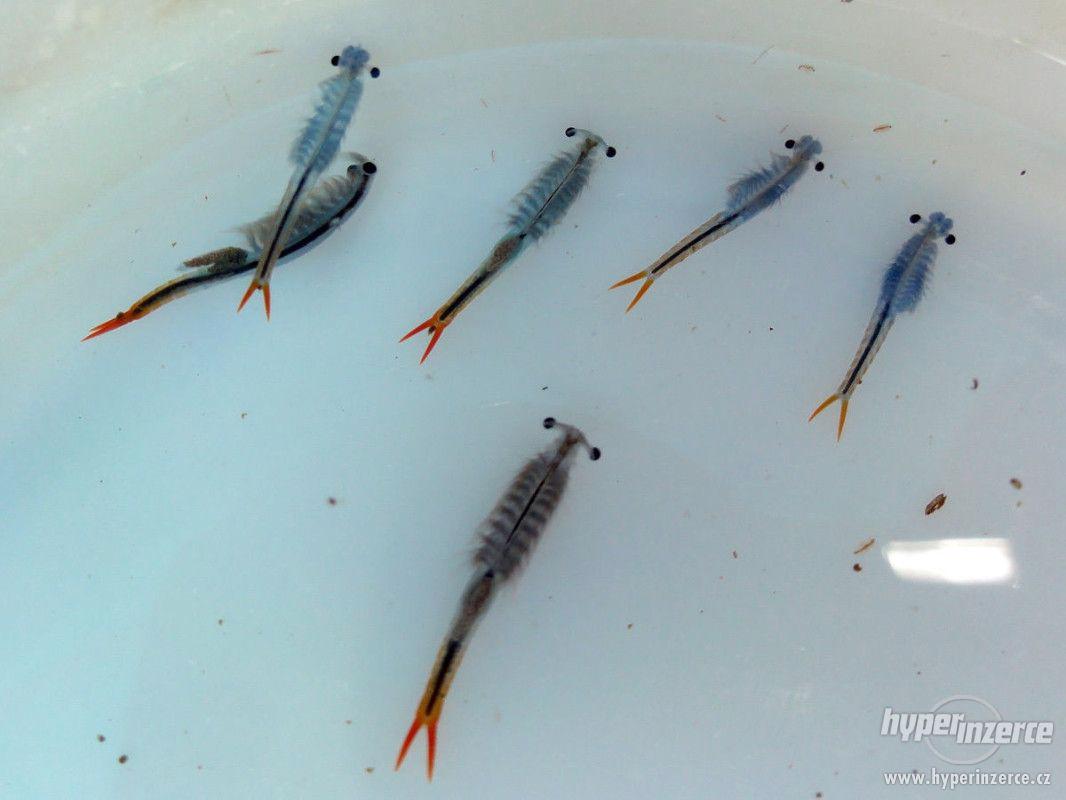 TRIOPS (Listonoh) longicaudatus,australiensis a granarius - bazar ...