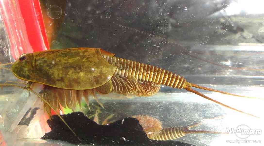 TRIOPS (Listonoh) longicaudatus,australiensis a granarius - bazar ...