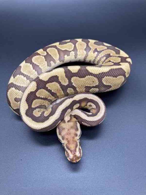 ROYAL BALL PYTHON - bazar - Hyperinzerce.cz
