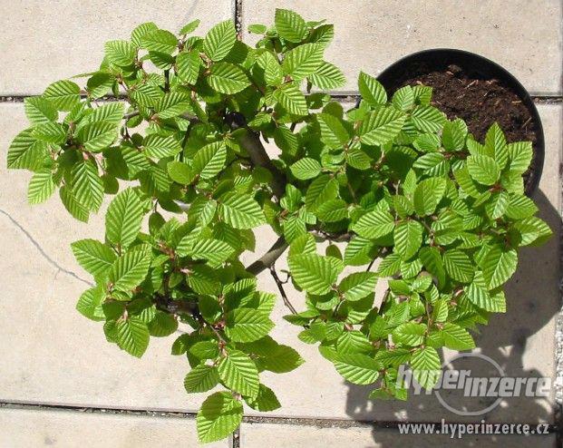 Habr obecný (Carpinus betulus) na živý plot - bazar - Hyperinzerce.cz