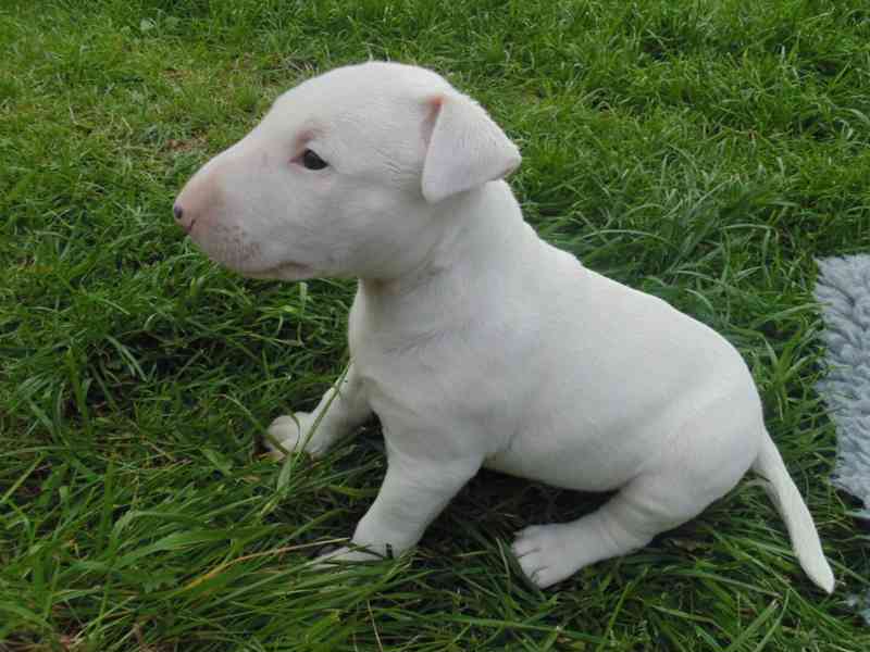 Zdravá štěňata Bulteriéra očkovaná a odčervená k adopci. - bazar ...