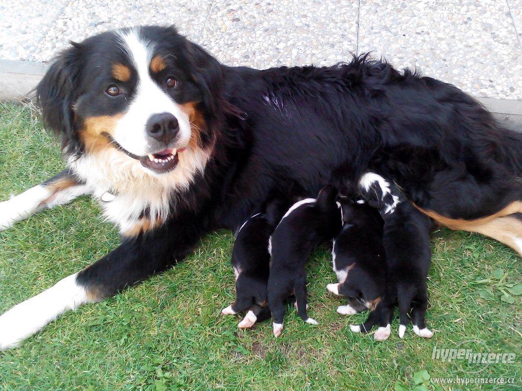 štěňata Bernský salašnický pes - bazar - Hyperinzerce.cz