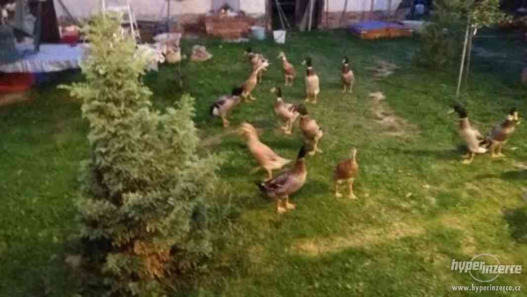 Vyhledávání: prodám pšenici - strana 3 - Hyperinzerce.cz