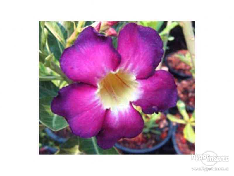 Adenium Obesum Siam Violet - semena - bazar - Hyperinzerce.cz