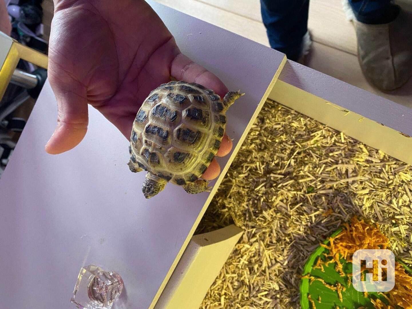 Krásný samec a samice želvy - bazar - Hyperinzerce.cz