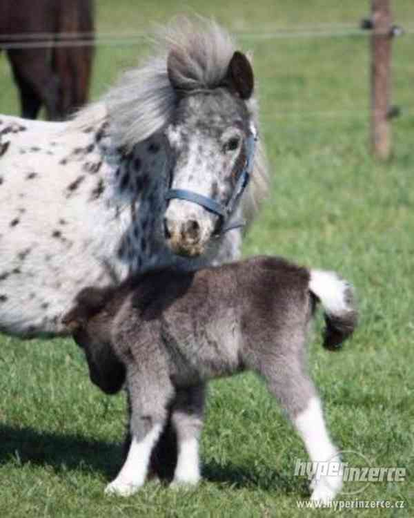 Miniappaloosa hříbátka - bazar - Hyperinzerce.cz