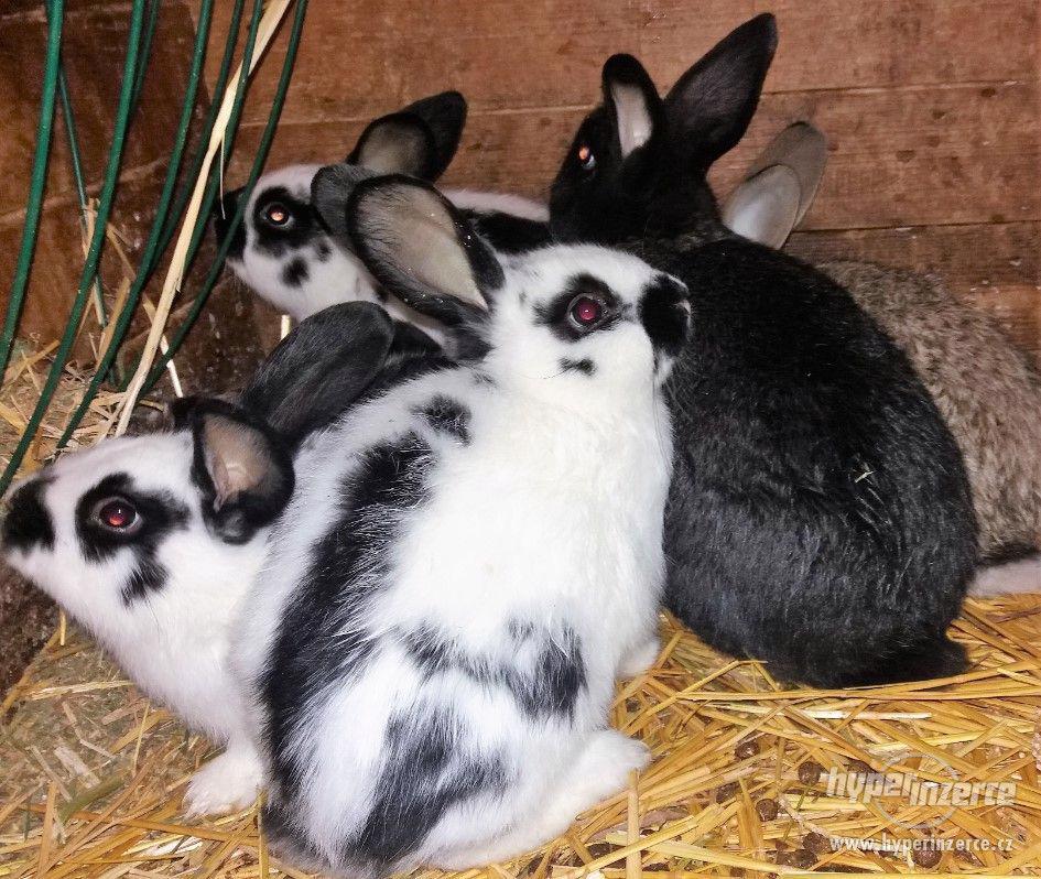 Králíky – Český strakáč - bazar - Hyperinzerce.cz