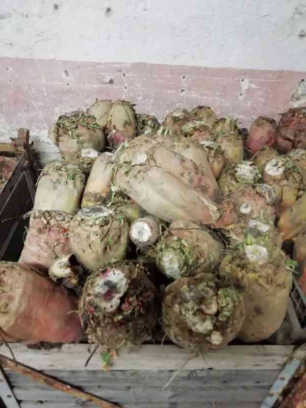 Krmná řepa - bazar - Hyperinzerce.cz