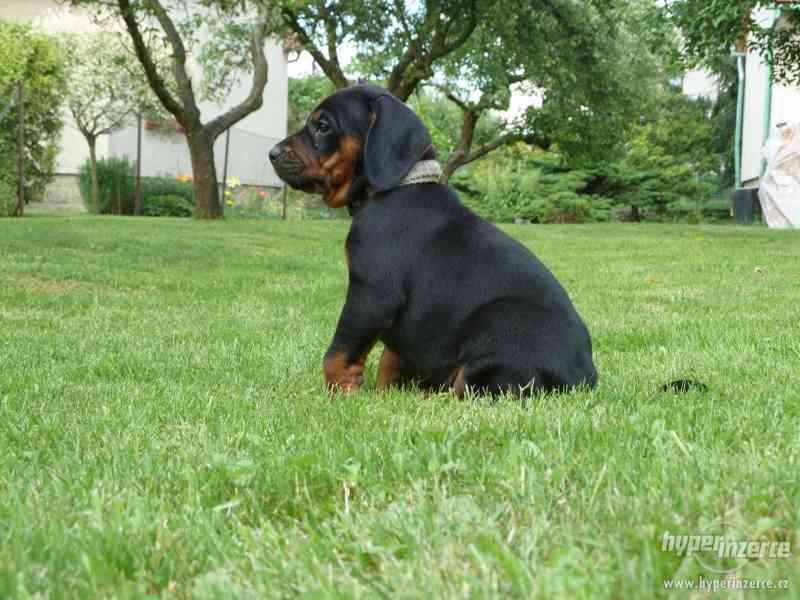 Polský Honič - bazar - Hyperinzerce.cz