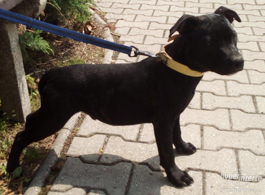 štěně stafordšírského bulteriéra - bazar - Hyperinzerce.cz