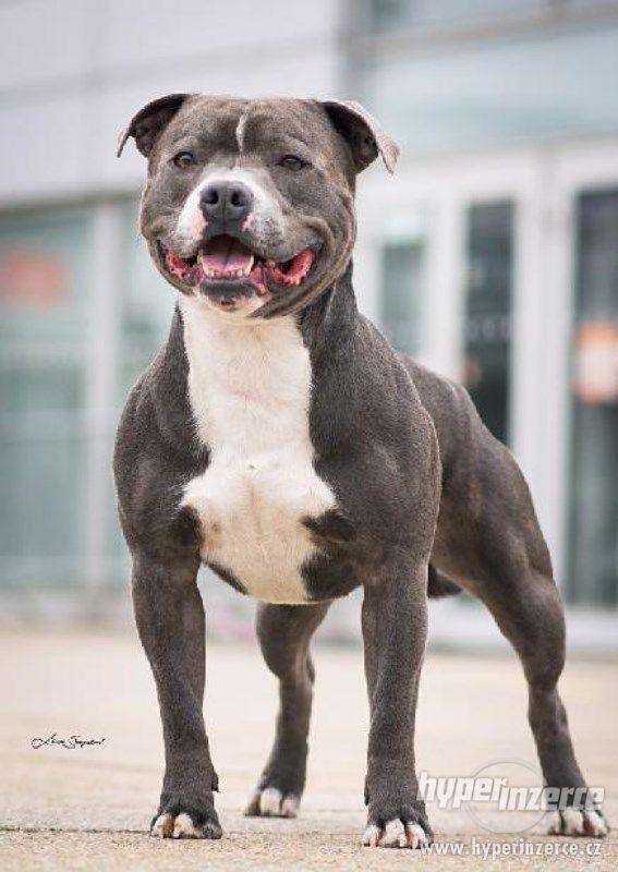 štěně stafordšírského bulteriéra - bazar - Hyperinzerce.cz