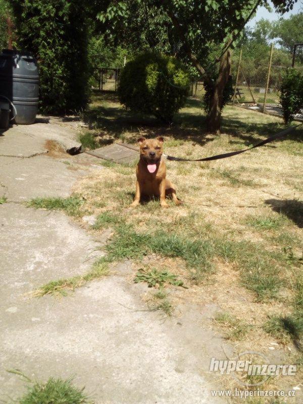 štěně stafordšírského bulteriéra - bazar - Hyperinzerce.cz