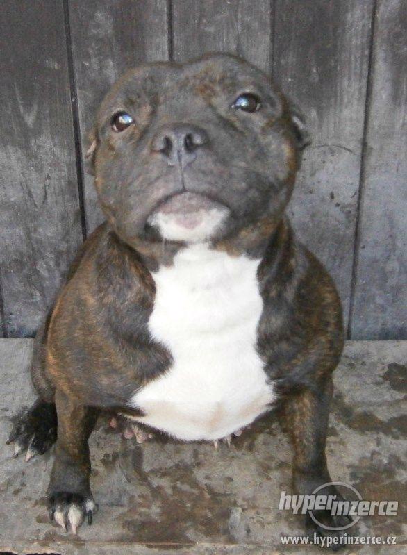 štěně stafordšírského bulteriéra - bazar - Hyperinzerce.cz