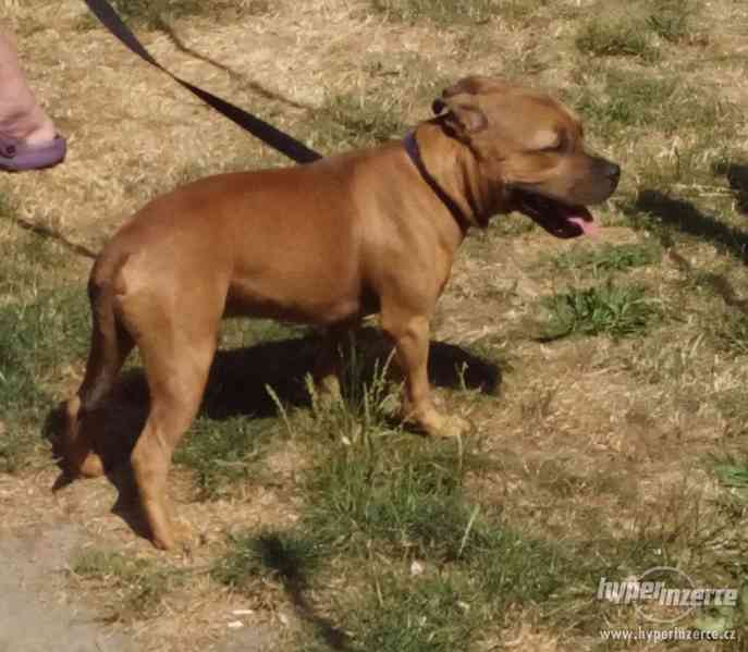 štěně stafordšírského bulteriéra - bazar - Hyperinzerce.cz
