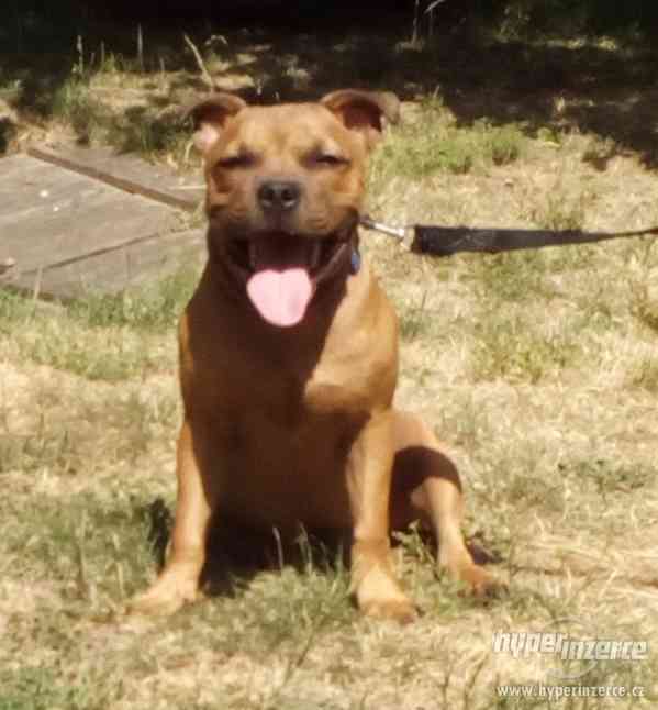 štěně stafordšírského bulteriéra - bazar - Hyperinzerce.cz