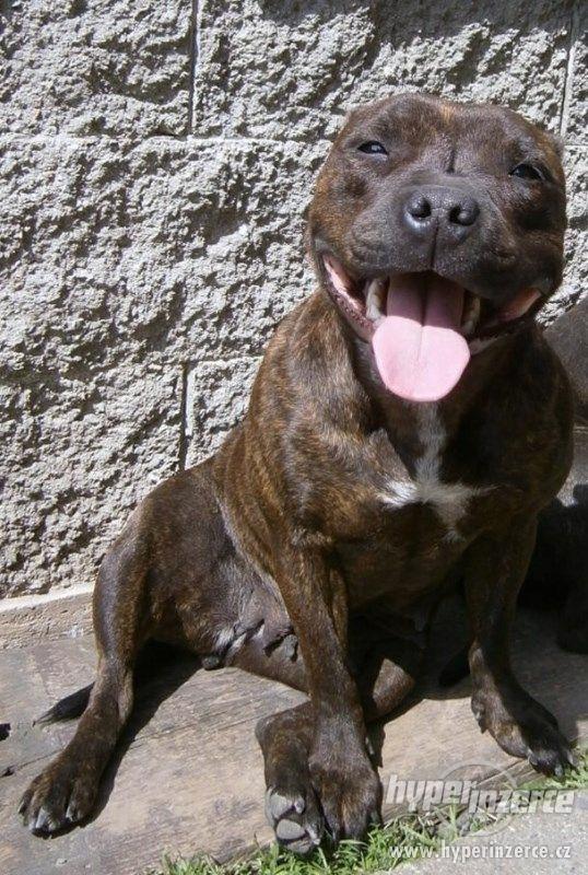 štěně stafordšírského bulteriéra - bazar - Hyperinzerce.cz