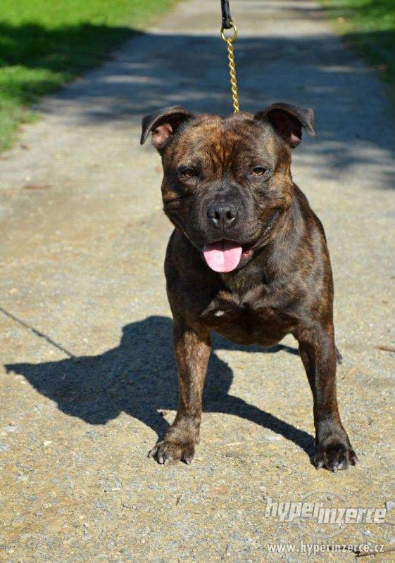 štěně stafordšírského bulteriéra - bazar - Hyperinzerce.cz