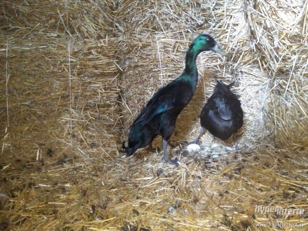 Indický běžec - bazar - Hyperinzerce.cz