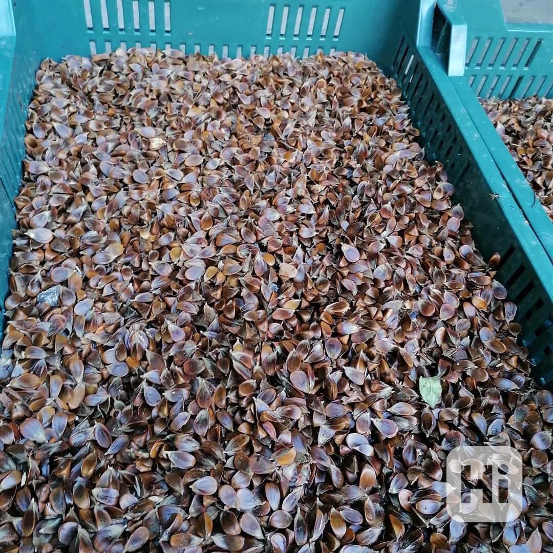 SEMENO BUKU - BUKVICE TOP - bazar - Hyperinzerce.cz