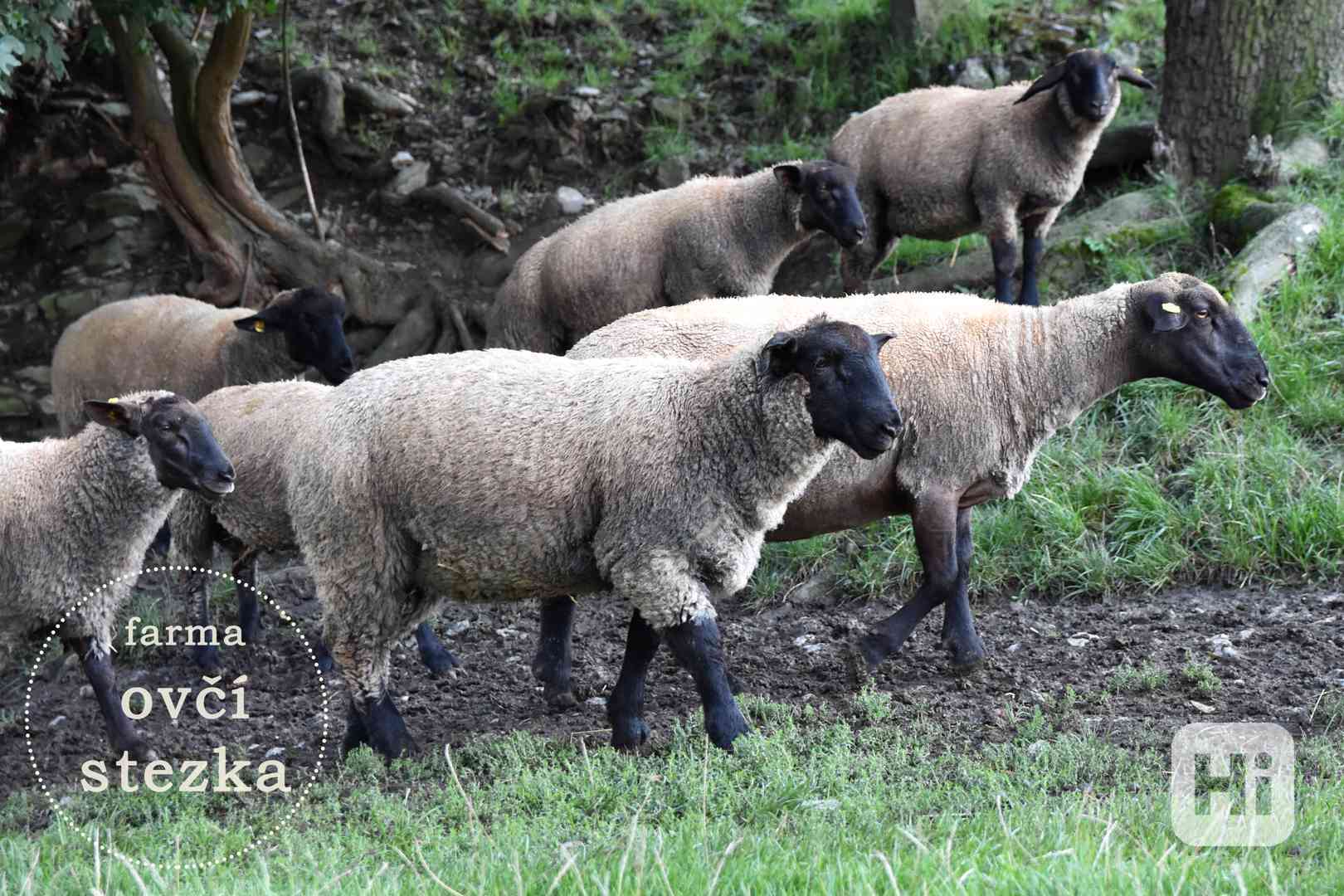 Beránci Suffolk prodej - bazar - Hyperinzerce.cz