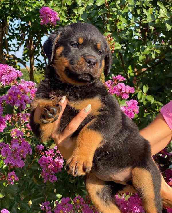 Rotvajler Štenata k adopci Máme dve štenátka rottweileru - bazar ...