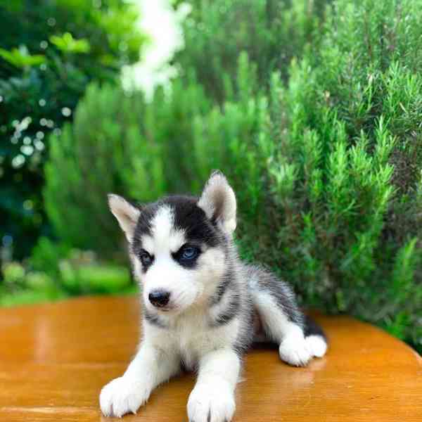 Sibarian Husky puppy - bazar - Hyperinzerce.cz