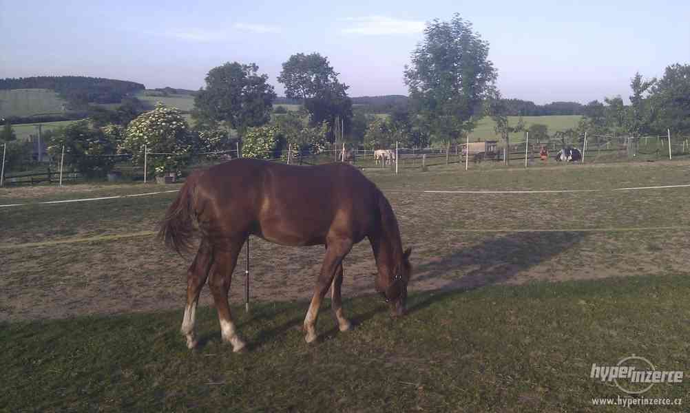 Vyhledávání: konsky - Hyperinzerce.cz