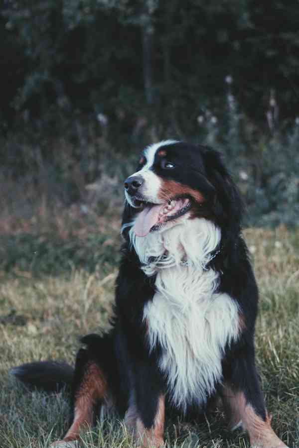 Hledám fenku na krytí pro svého psa - bazar - Hyperinzerce.cz